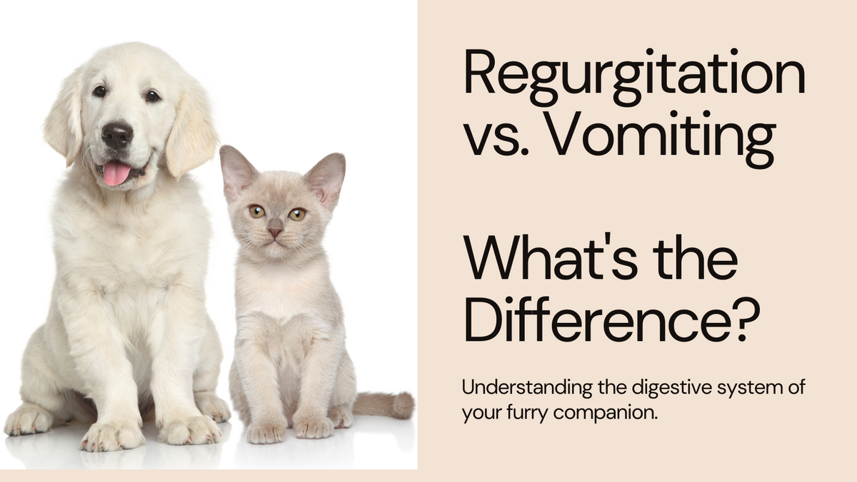Regurgitation vs. Vomiting: Understanding the Difference in Your Pet's ...